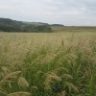 Capim-amargoso (Digitaria insularis)
