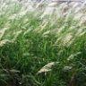 Capim-amargoso (Digitaria insularis)