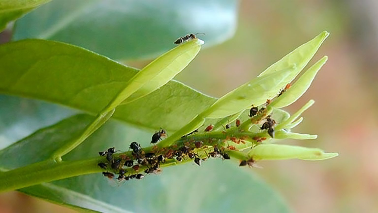 Pulgão preto dos citros (Toxoptera citricida)