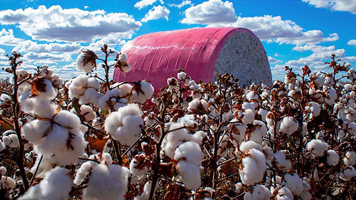 Andamento da safra de algodão, clima, mercado e mais! - Portal Mais Agro