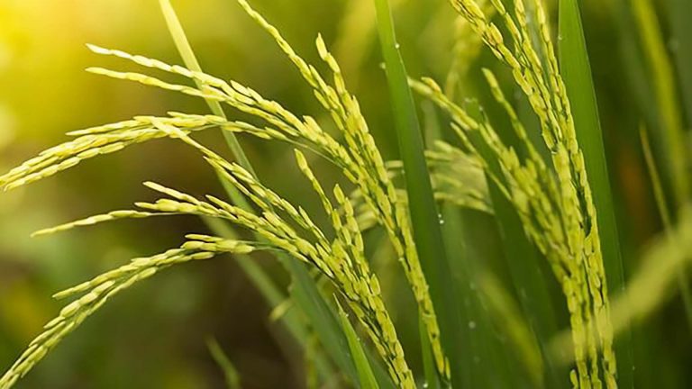 Tudo sobre arroz: história, características e sistemas de cultivo ...
