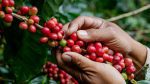 Tudo sobre café: características, desafios e futuro no Brasil - Portal ...