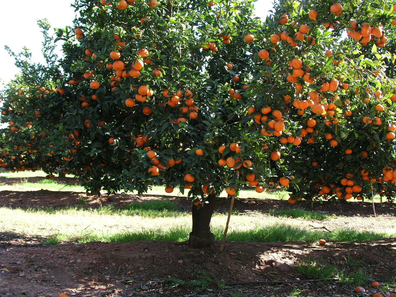 História da laranja no Brasil: da chegada às tecnologias modernas ...