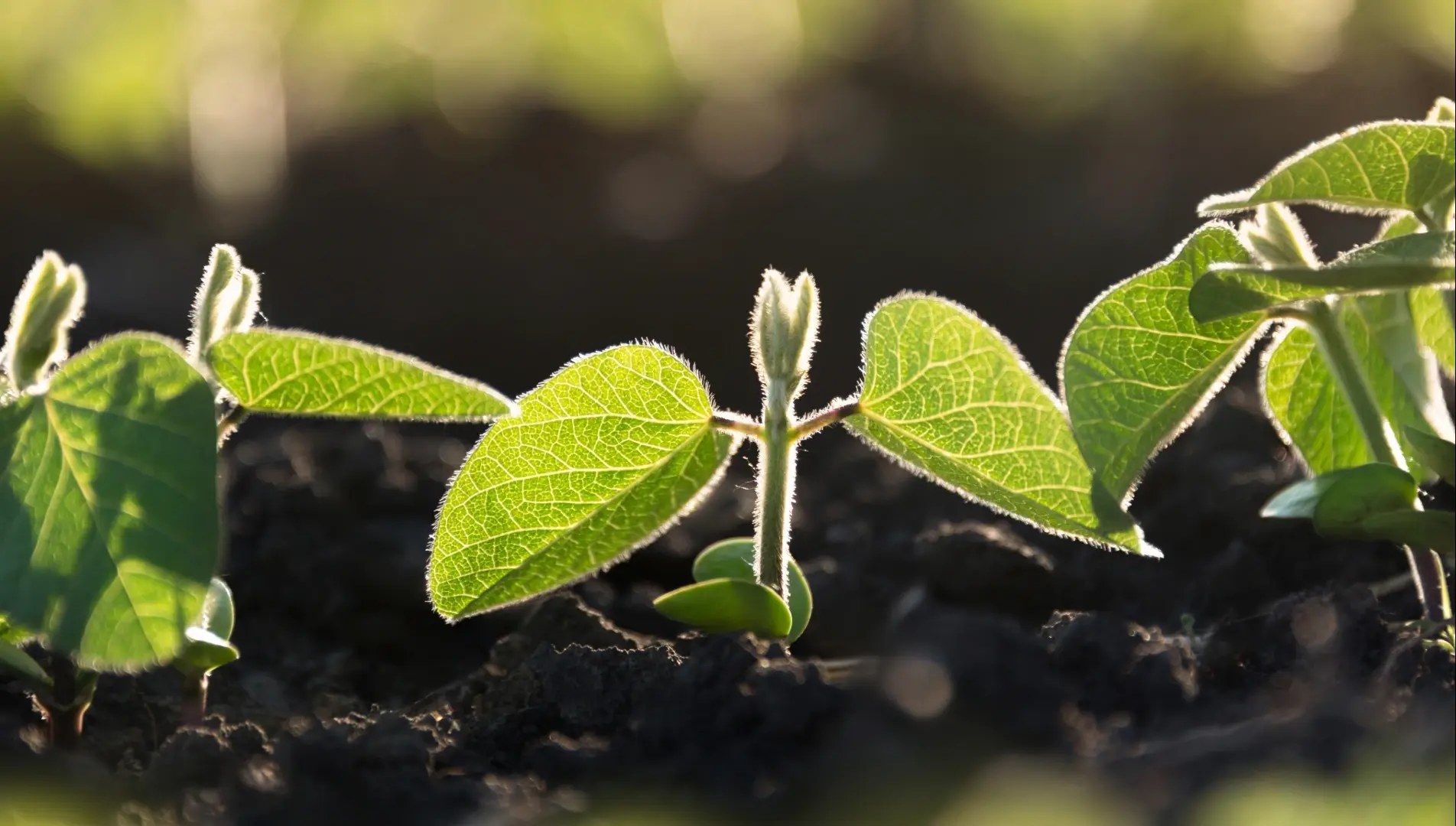 VICTRATO®: lançamento Syngenta para tratamento de sementes