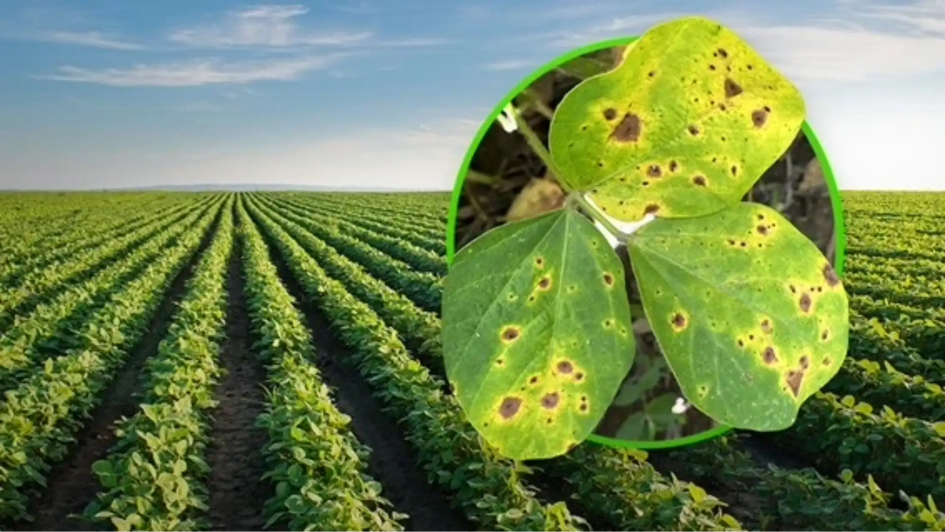 REVERB®: proteção e vigor extra contra manchas foliares - Portal Mais Agro